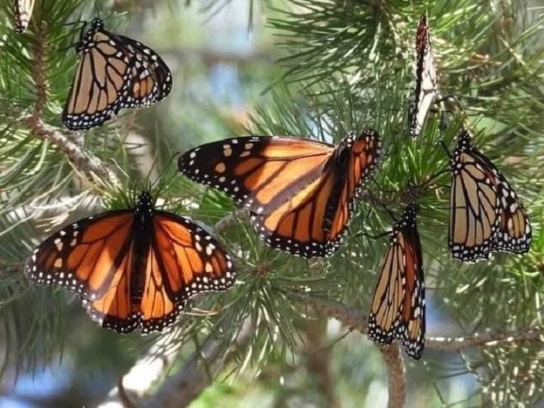¡Bienvenida viajera! La magia y el espectáculo natural de la mariposa ...